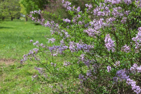 Lilac Sunday at Harvard University's Arnold Arboretum