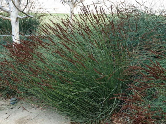 Browse the Mostly Natives Nursery Retailer Collection on - Gardenista