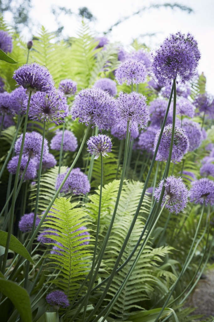 Garden Visit: Sarah Raven's Perch Hill - Gardenista