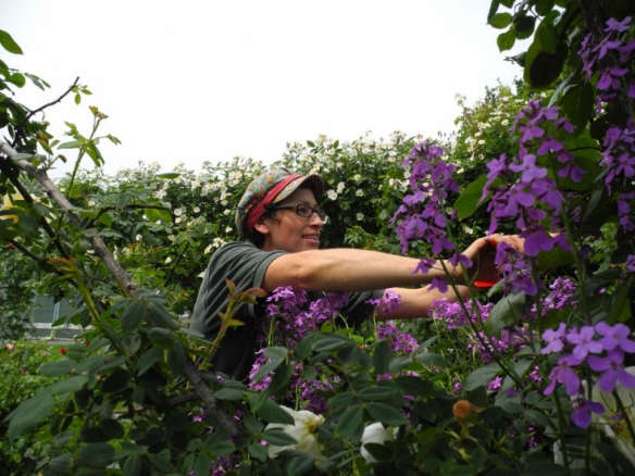 Taking 'Bread and Roses' Literally in Brooklyn - Gardenista