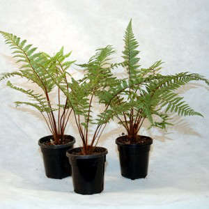 Browse the Fern Factory Retailer Collection on - Gardenista