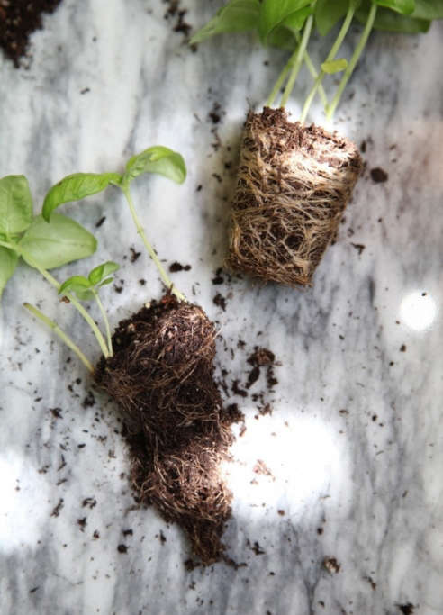 Will I Ever Be Able to Grow Enough Basil to Make Pesto? - Gardenista