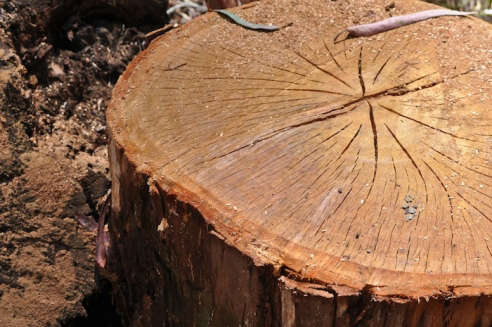 Hardscaping 101: Tree Stumps - Gardenista