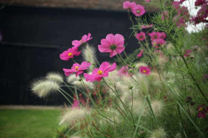 Field Guide: Cosmos - Gardenista