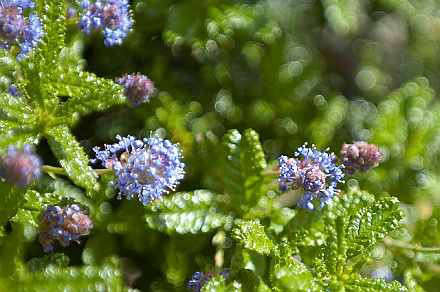 Browse the Bay Natives Retailer Collection on - Gardenista