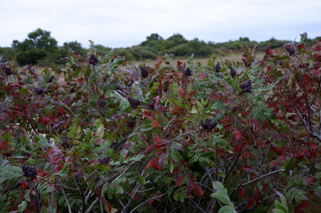 Gardening 101: Sumac - Gardenista