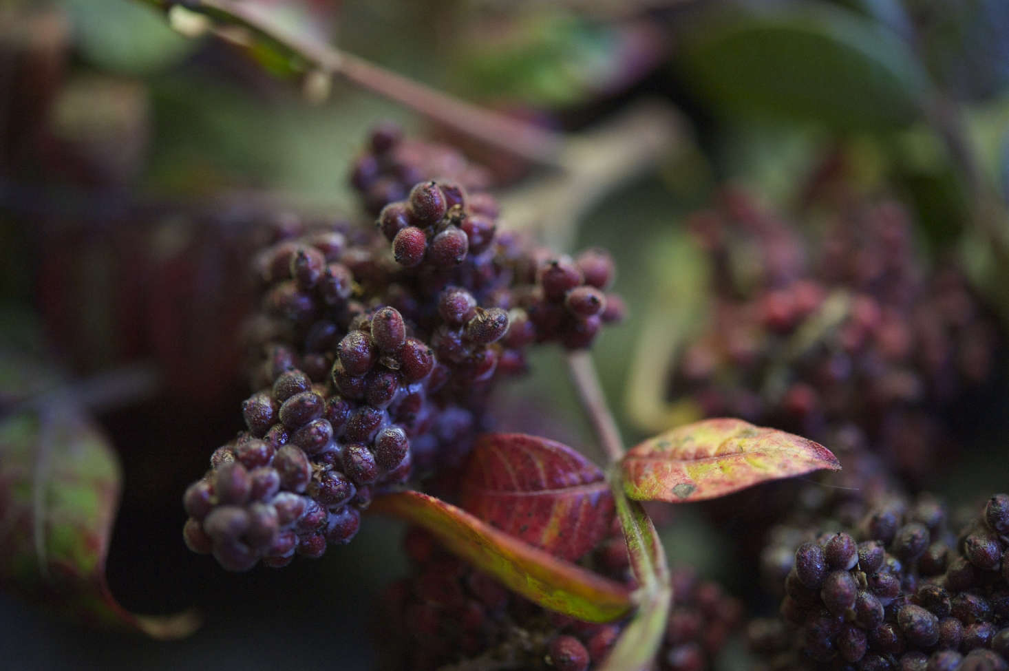 Gardening 101: Sumac - Gardenista