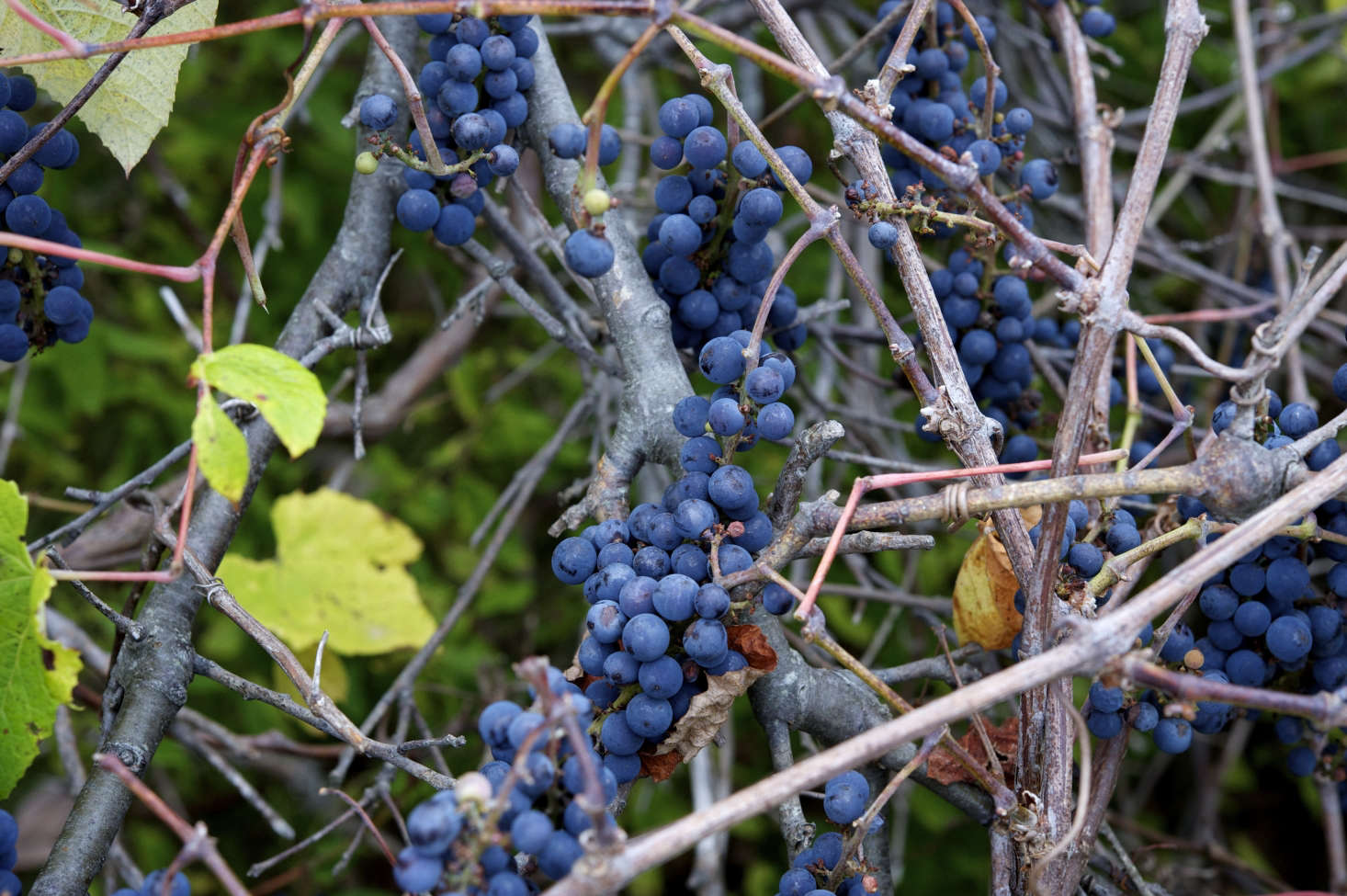 Gardening 101: Wild Grape Vine - Gardenista