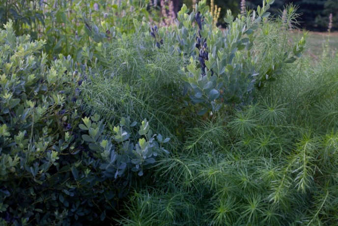 Amsonia: A Growing Guide for Bluestar, A Native Perennial