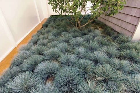 Garden Visit: Andrea Cochran's Courtyard Vignettes - Gardenista