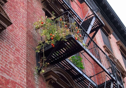 10 Things Nobody Tells You About Fire Escape Gardens - Gardenista