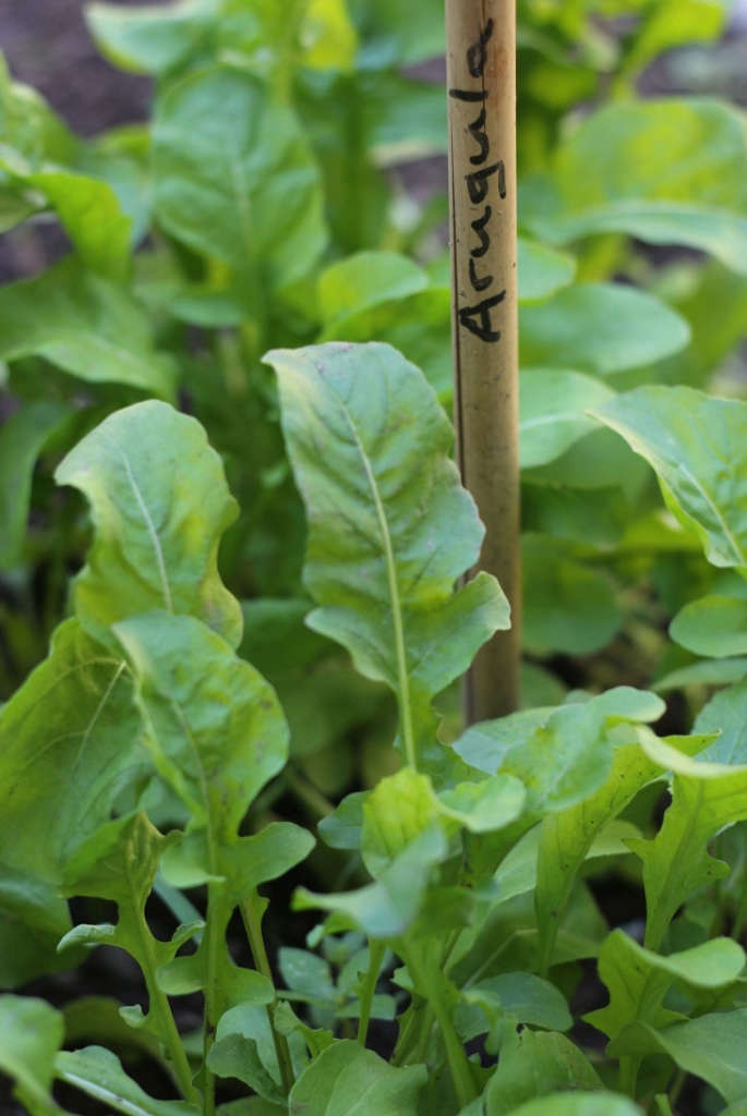 Gardening 101: Arugula - Gardenista