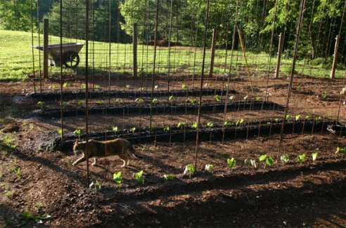 Vegetable Garden Design: DIY Bean Trellis - Gardenista