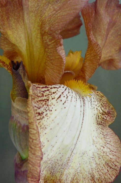 The Mystery of the Missing Irises: Have You Seen Any of These Varieties ...