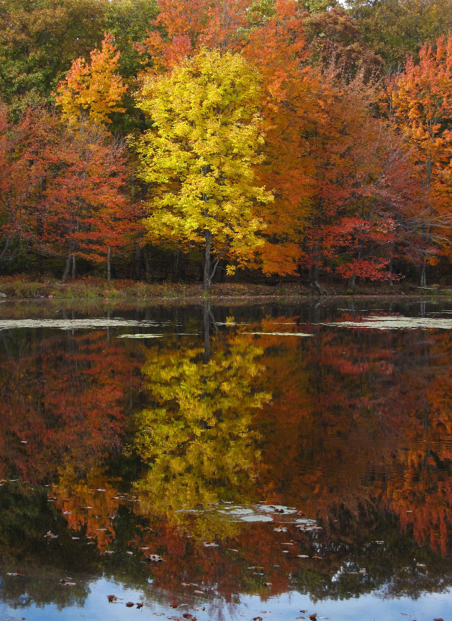 Fall's Here: Identify Those Colorful Leaves - Gardenista