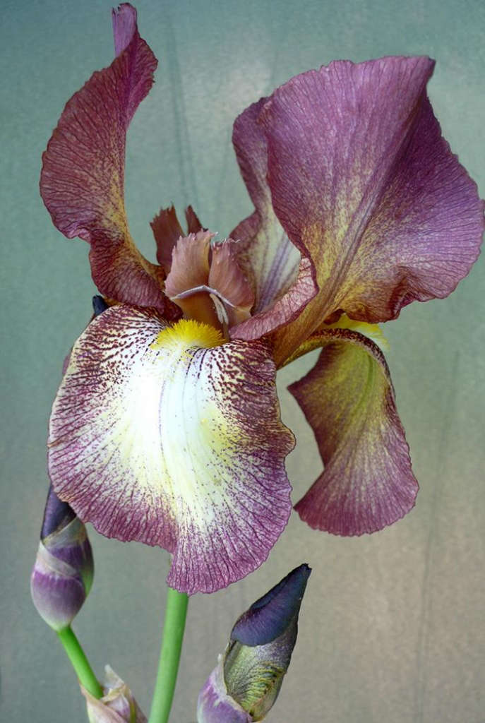 The Mystery of the Missing Irises: Have You Seen Any of These Varieties ...