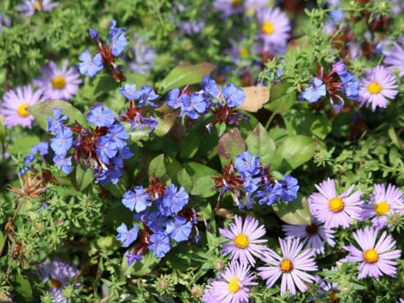 Browse the Bluestone Perennials Retailer Collection on - Gardenista