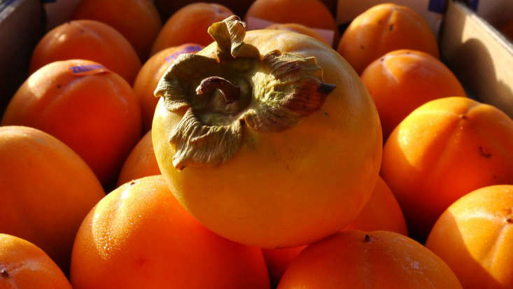 Gardening 101: Persimmon Trees - Gardenista