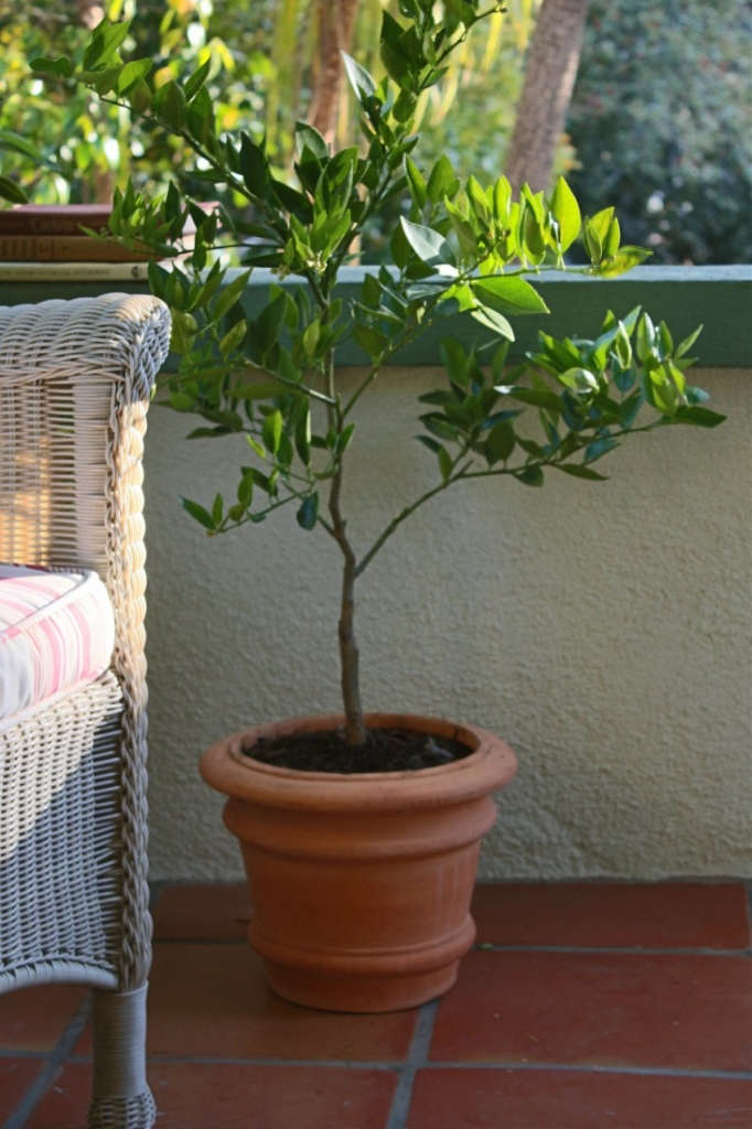 DIY: Potted Indoor Citrus Trees - Gardenista