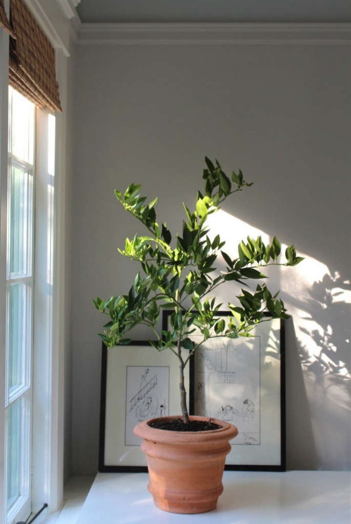 Winter Is Coming: How to Keep an Indoor Citrus Tree Happy - Gardenista