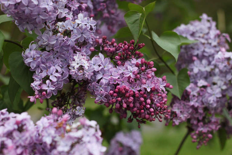 Gardening 101: Lilacs - Gardenista