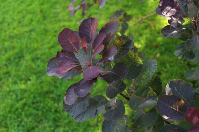 Gardening 101: Smoke Bush - Gardenista