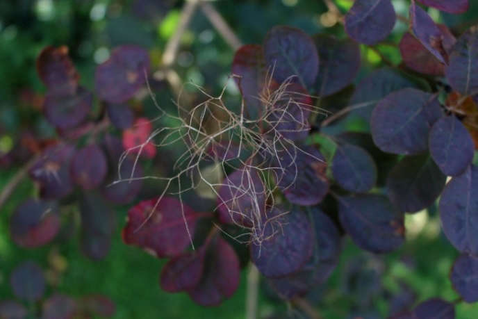 Gardening 101: Smoke Bush - Gardenista