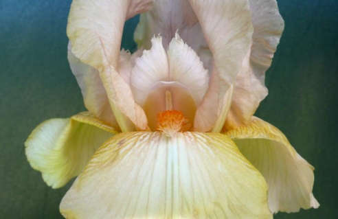 The Mystery of the Missing Irises: Have You Seen Any of These Varieties ...