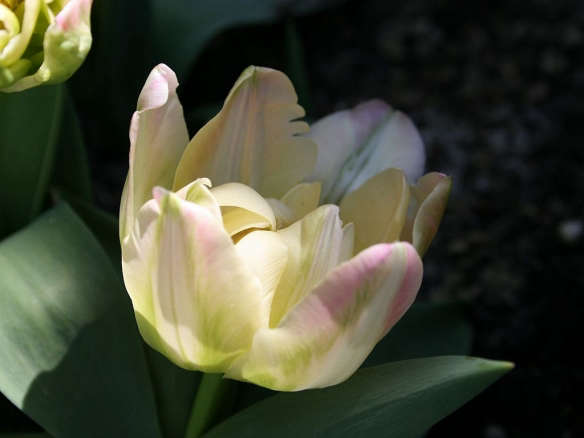 Browse the White Flower Farm Retailer Collection on - Gardenista