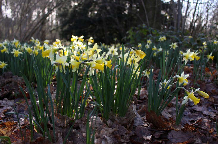 Why Are My Daffodils Coming Up Early? What to Do With the Early Bloomers