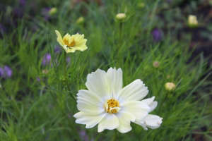 Gardening 101: How to Deadhead Flowers - Gardenista