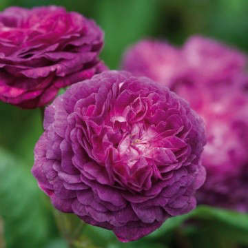 Browse the David Austin Roses Retailer Collection on - Gardenista