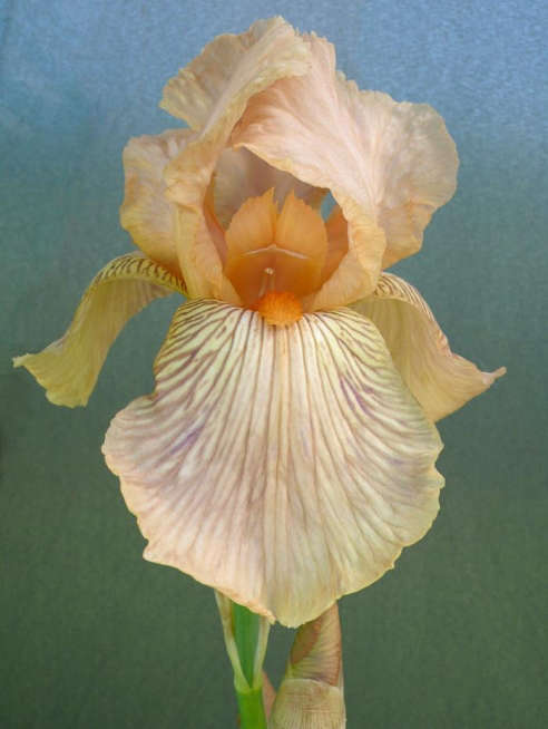 The Mystery of the Missing Irises: Have You Seen Any of These Varieties ...