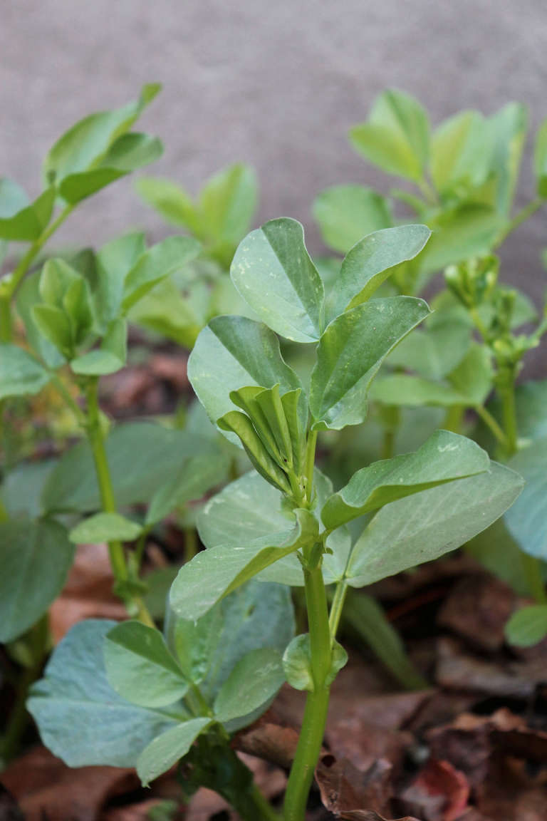 8 Winter Garden Greens to Grow Now - Gardenista