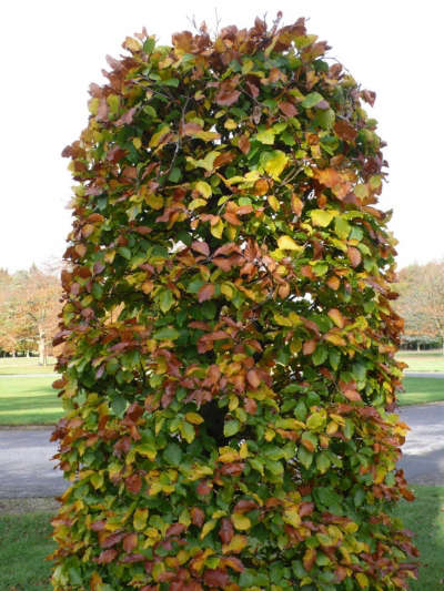 Gardening 101: European Beech Tree - Gardenista