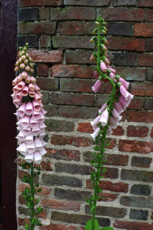 Gardening 101: Foxglove - Gardenista