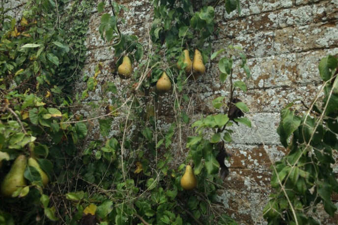 Gardening 101: Pear Trees - Gardenista