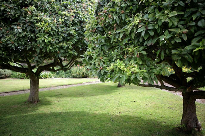 The Medlar, A Strange But Charming Tree - Gardenista