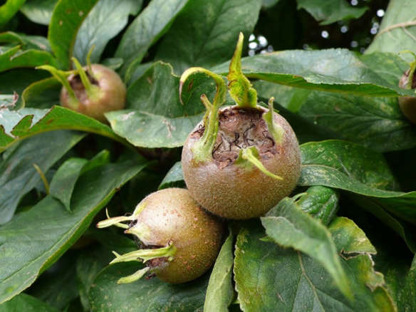The Medlar, A Strange But Charming Tree - Gardenista