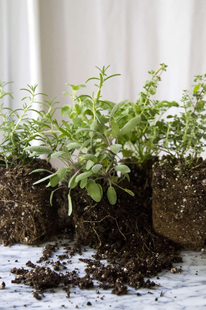 Small Space DIY: Countertop Herb Garden - Gardenista