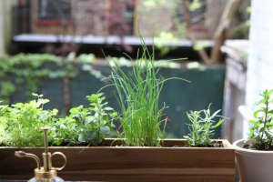 5 Quick Fixes: Grow Herbs on a Windowsill - Gardenista