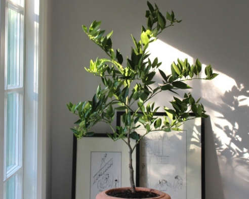 DIY: Potted Indoor Citrus Trees - Gardenista