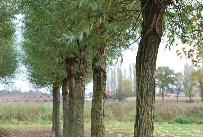 Jeanne Rostaing, Author at Gardenista - Page 2 of 4