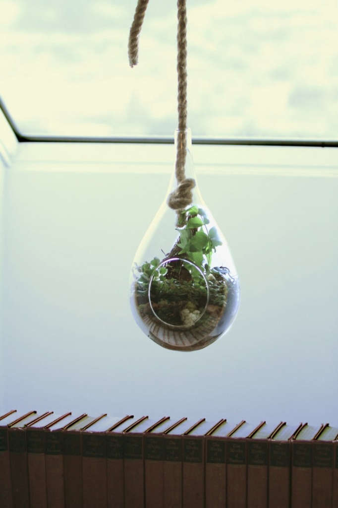 Confessions of a Repentant Plant Assassin: 6 Ways to Revive Neglected ...