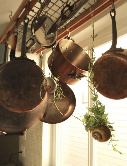Confessions of a Repentant Plant Assassin: 6 Ways to Revive Neglected ...