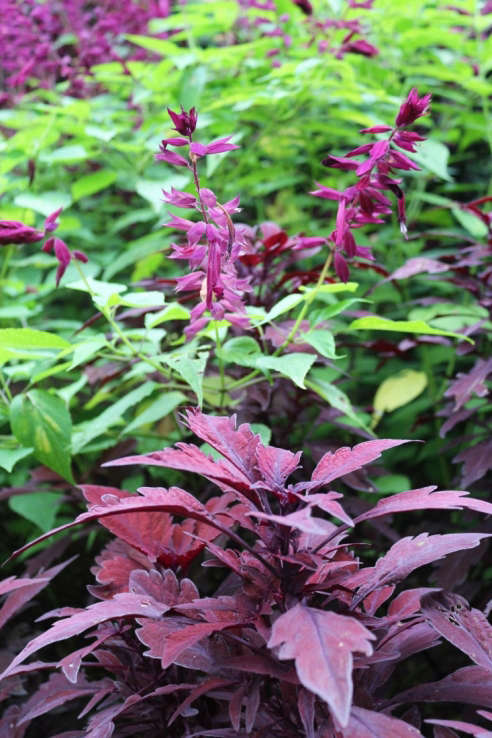 Color Theory: 10 Perfect Plant Combinations for Autumn - Gardenista