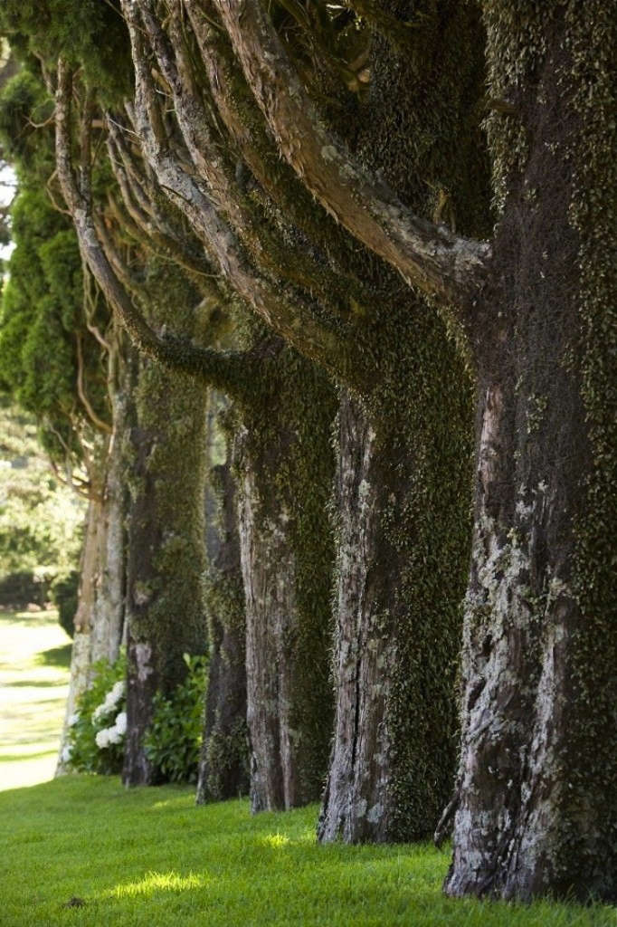 Specimen Trees: Are They Worth It? - Gardenista