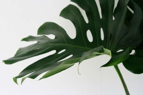 Monstera Deliciosa: Growing and Design Tips for a Tropical Houseplant