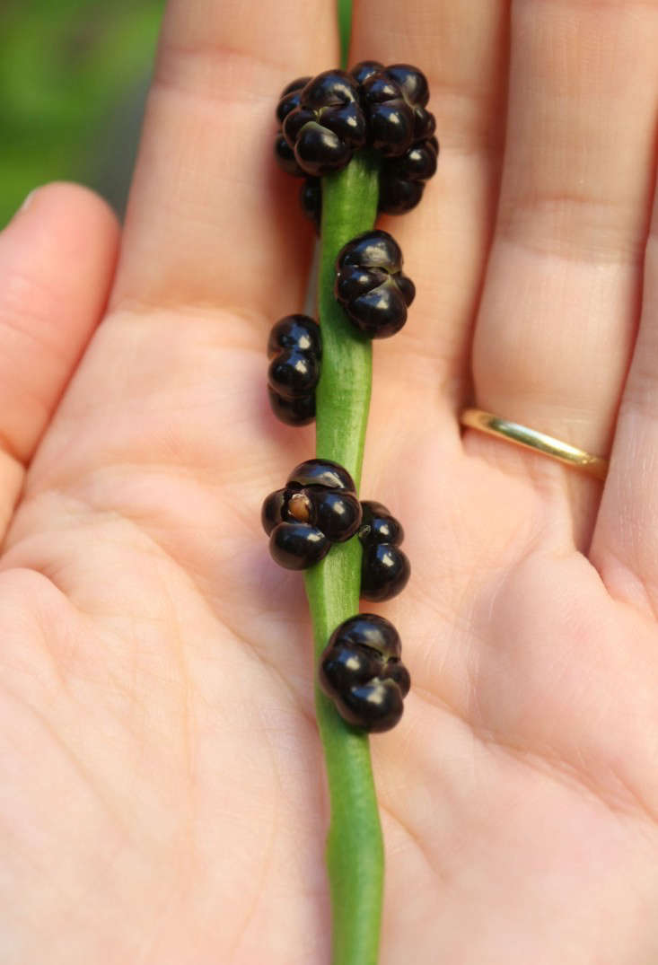 Garden-to-Table Recipe: Spicy Spinach from 66 Square Feet - Gardenista