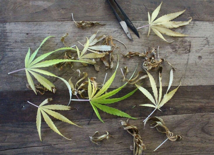 Josh Quittner, Author at Gardenista